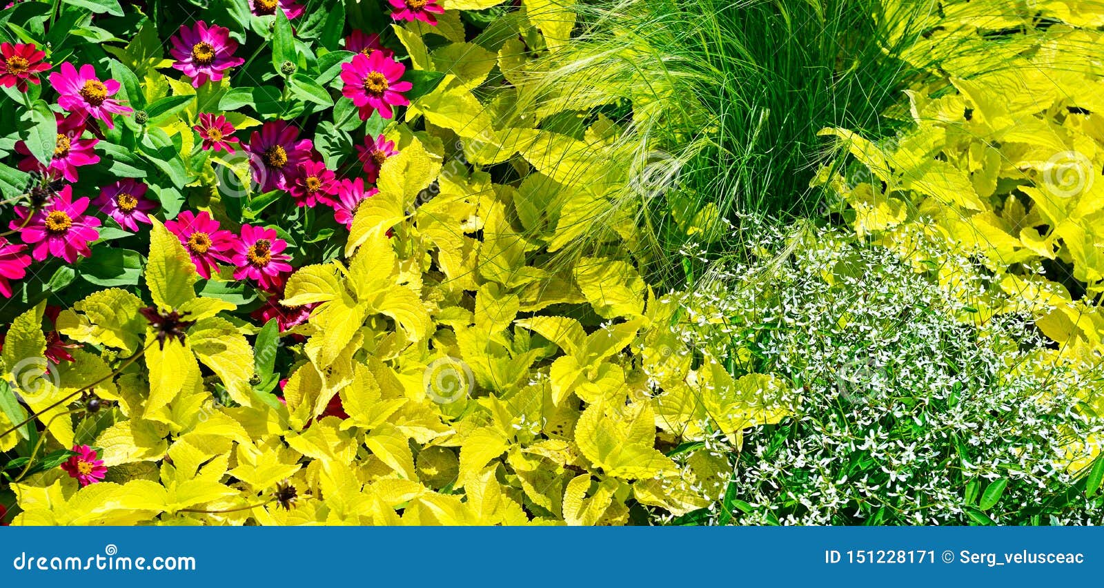 Wide Panoramic Picture Spring Flowers Stock Image - Image of closeup ...