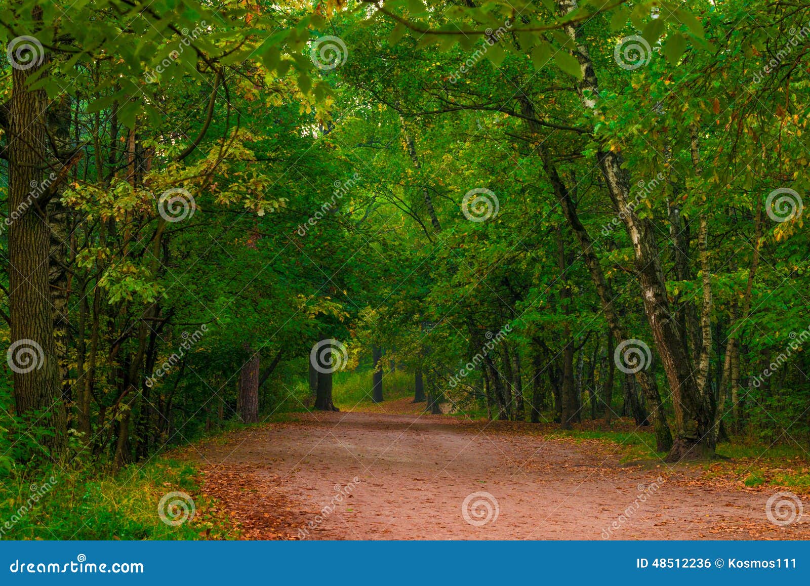 Wide Path in the Autumn Forest, Stock Photo - Image of seasons, park ...