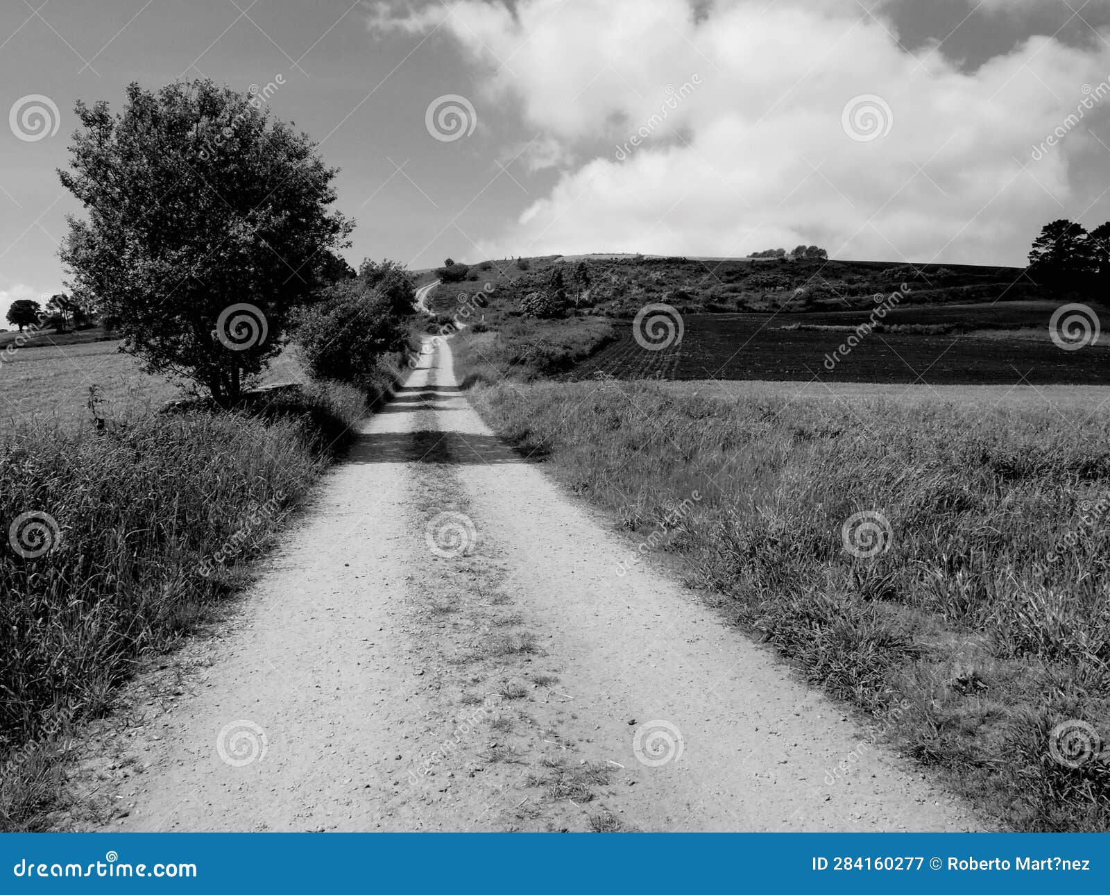 A Wide Path between Crops with a Blue Sky with Clouds Stock Image ...