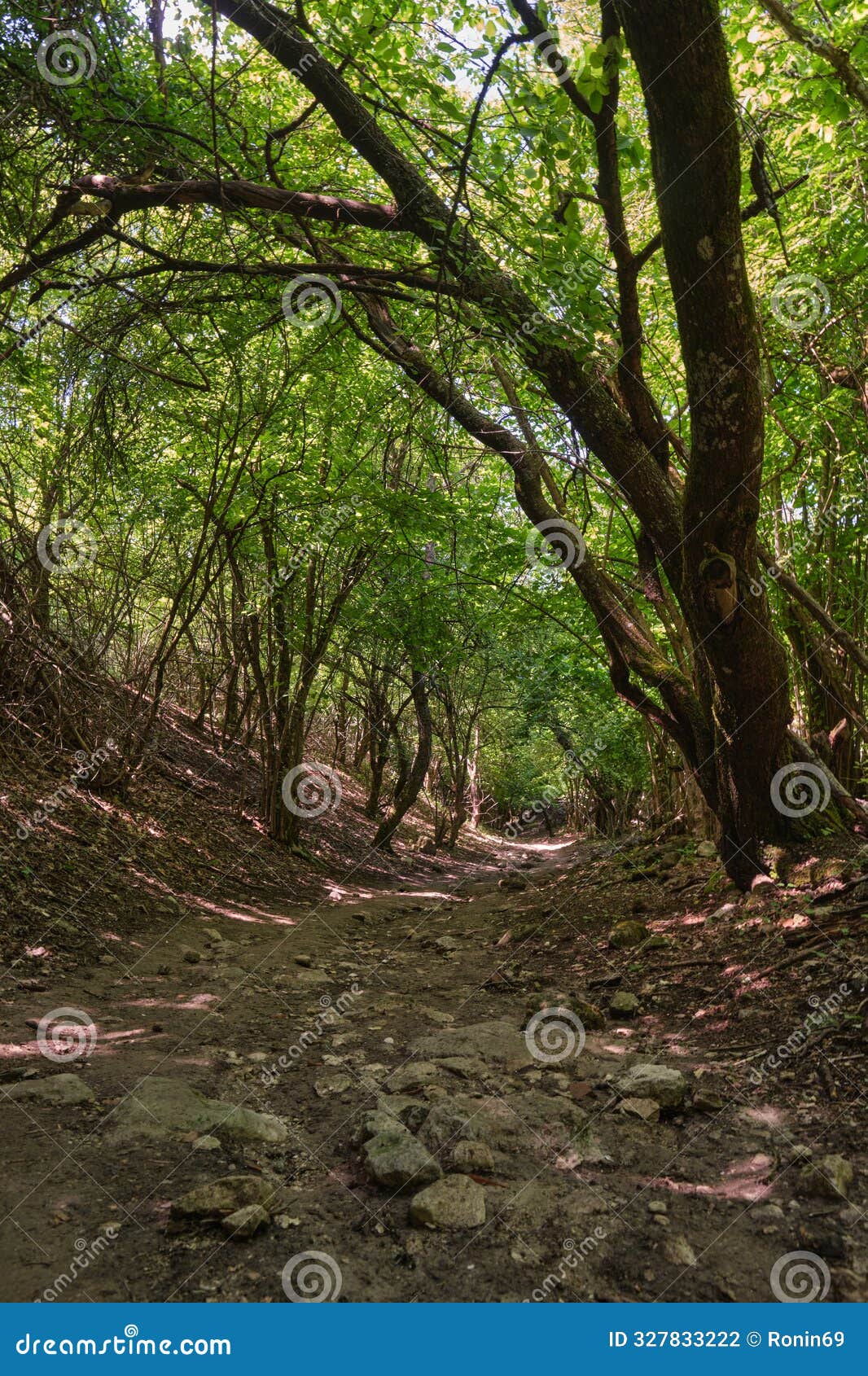 A Wide Path in a Dense Forest Stock Photo - Image of footpath, path ...