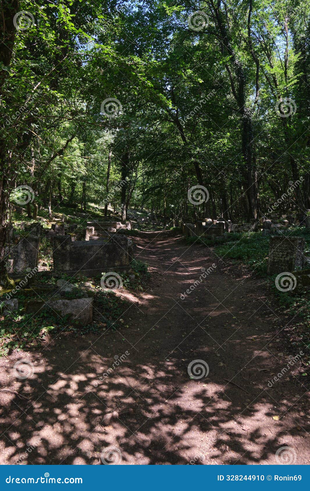 A Wide Path in a Dense Forest Stock Photo - Image of woods, outdoor ...