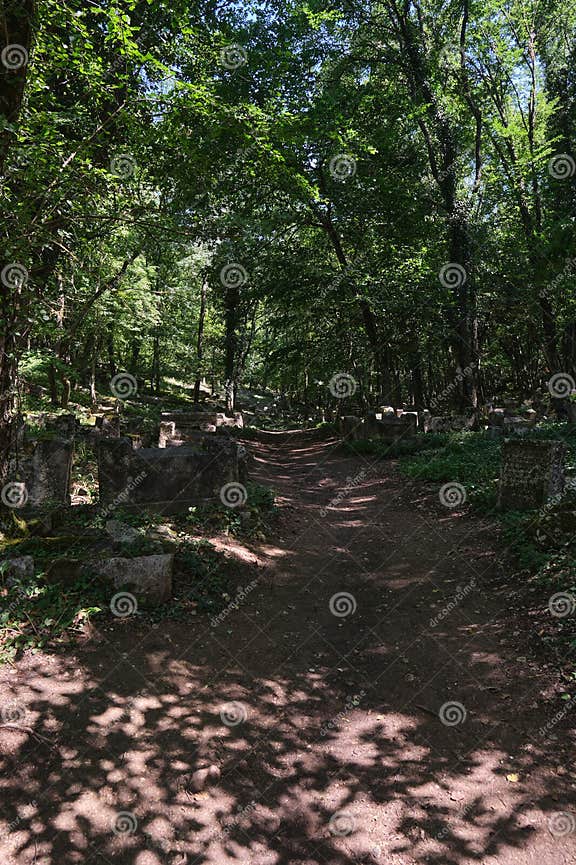 A Wide Path in a Dense Forest Stock Photo - Image of woods, outdoor ...