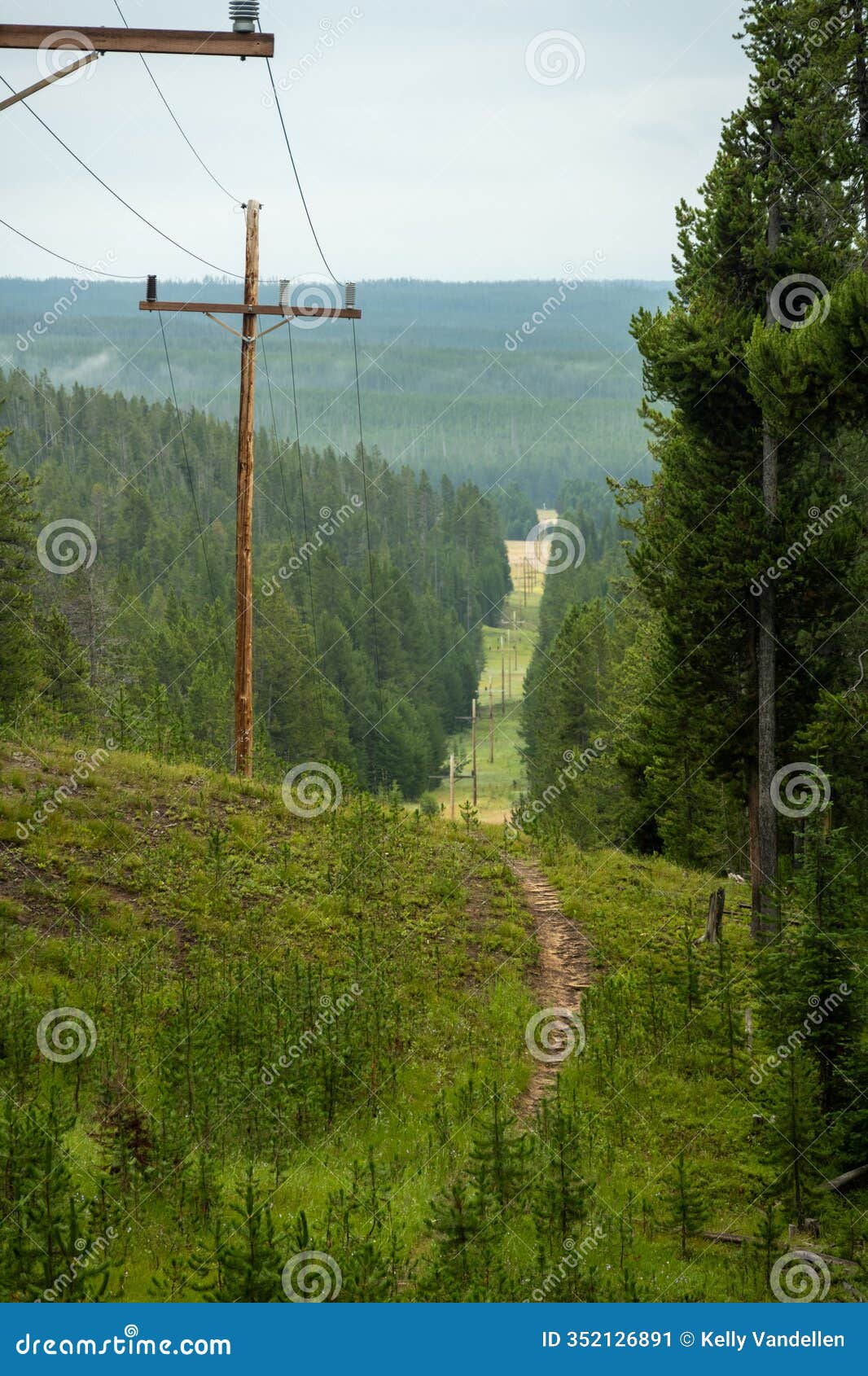 Wide Path for Electrical Lines Cut into Yellowstone Forest Stock Image ...