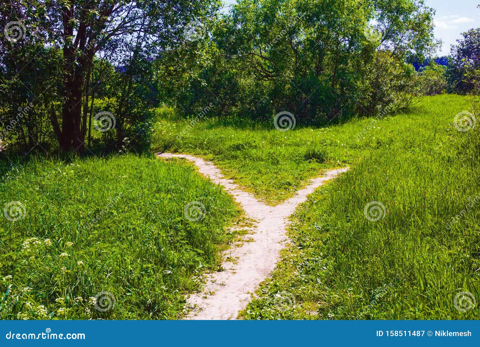 Two Diverging Paths In A Lush Green Park In Sydney Stock Photography ... Two Diverging Paths In A Lush Green Park In Sydney Stock Photography ...