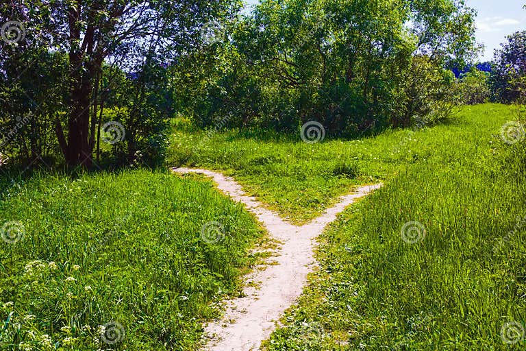 A Wide Path in the Grass is Divided into Two Narrow Paths, Diverging in ...
