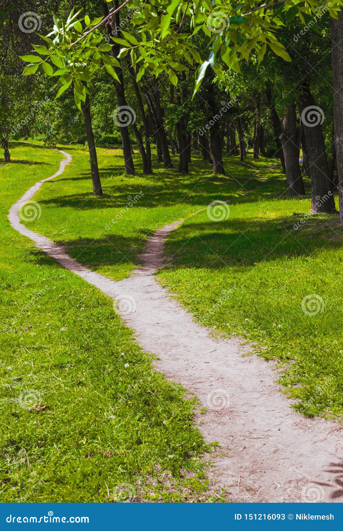 The Wide Path in the Grass Splits into Two Narrow Paths in the Park ...