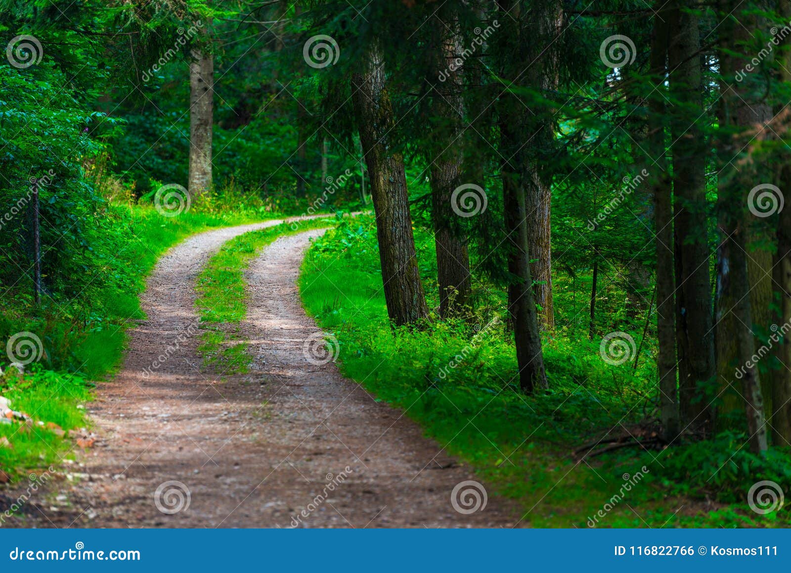 A Wide Path in the Summer Green Forest Stock Photo - Image of branch ...