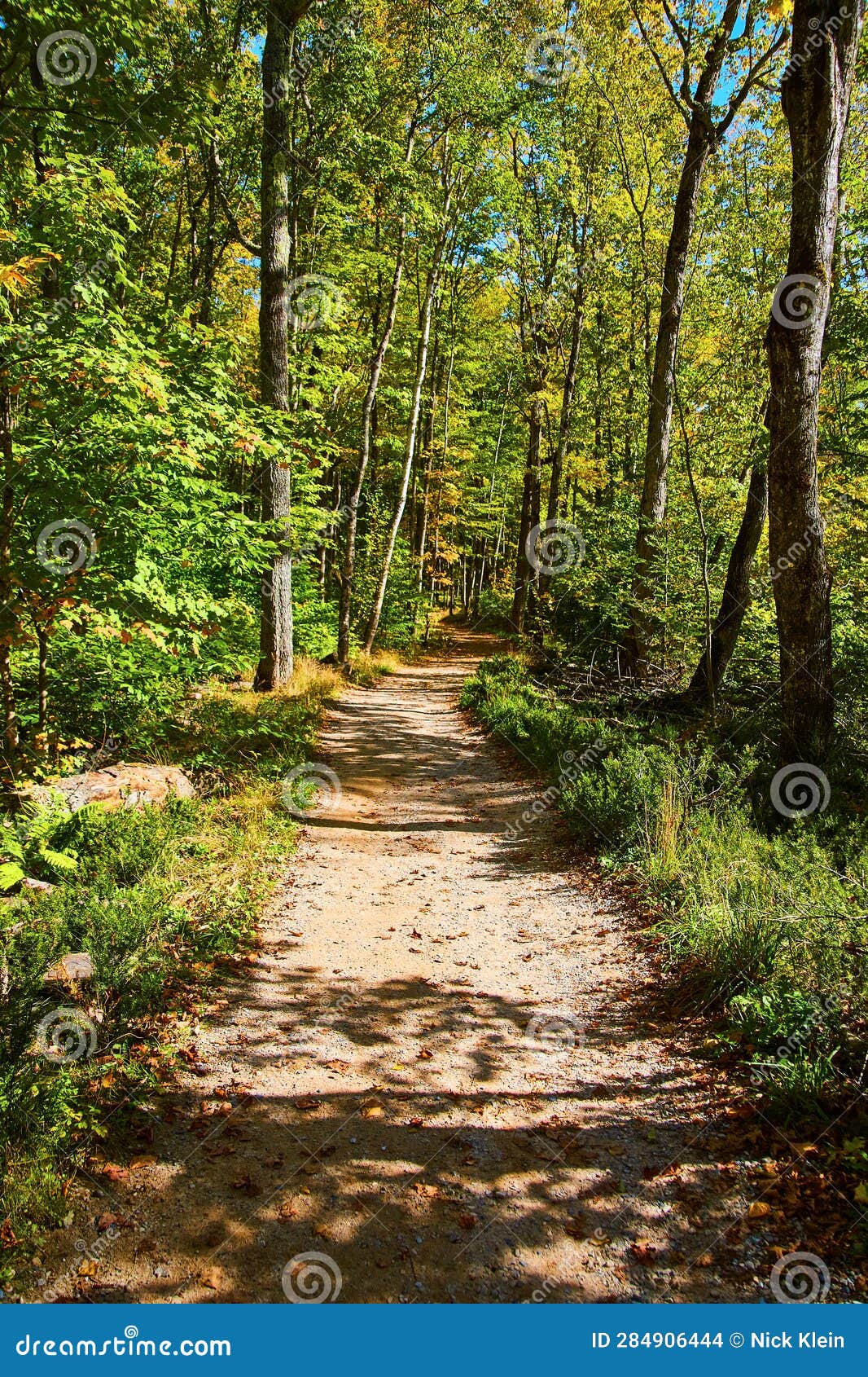 Wide Path Winding through Lush Green Forest during Summertime Stock ...