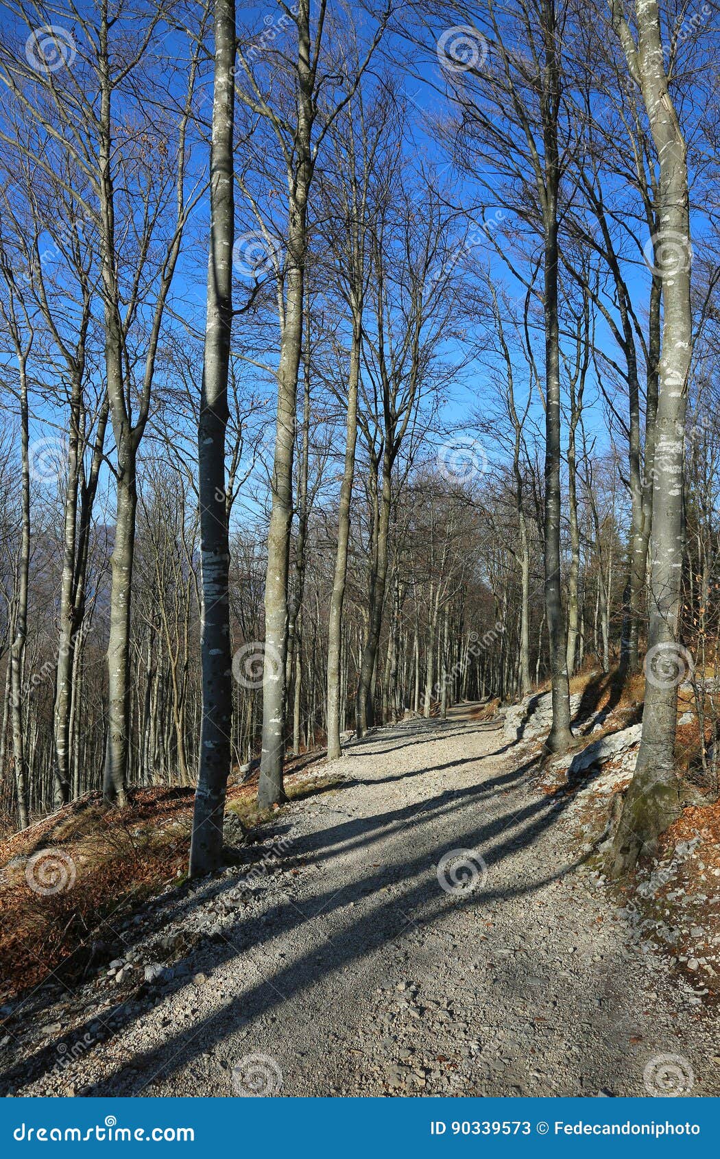 Wide Path in the Woods in Winter with the Trees Stock Image - Image of ...