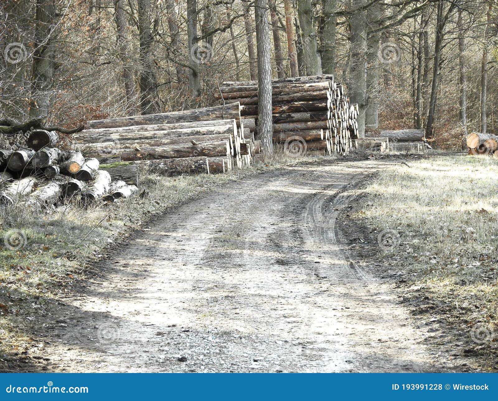 Wide Pathway in a Forest with Piles of Logs on One Side Stock Photo ...