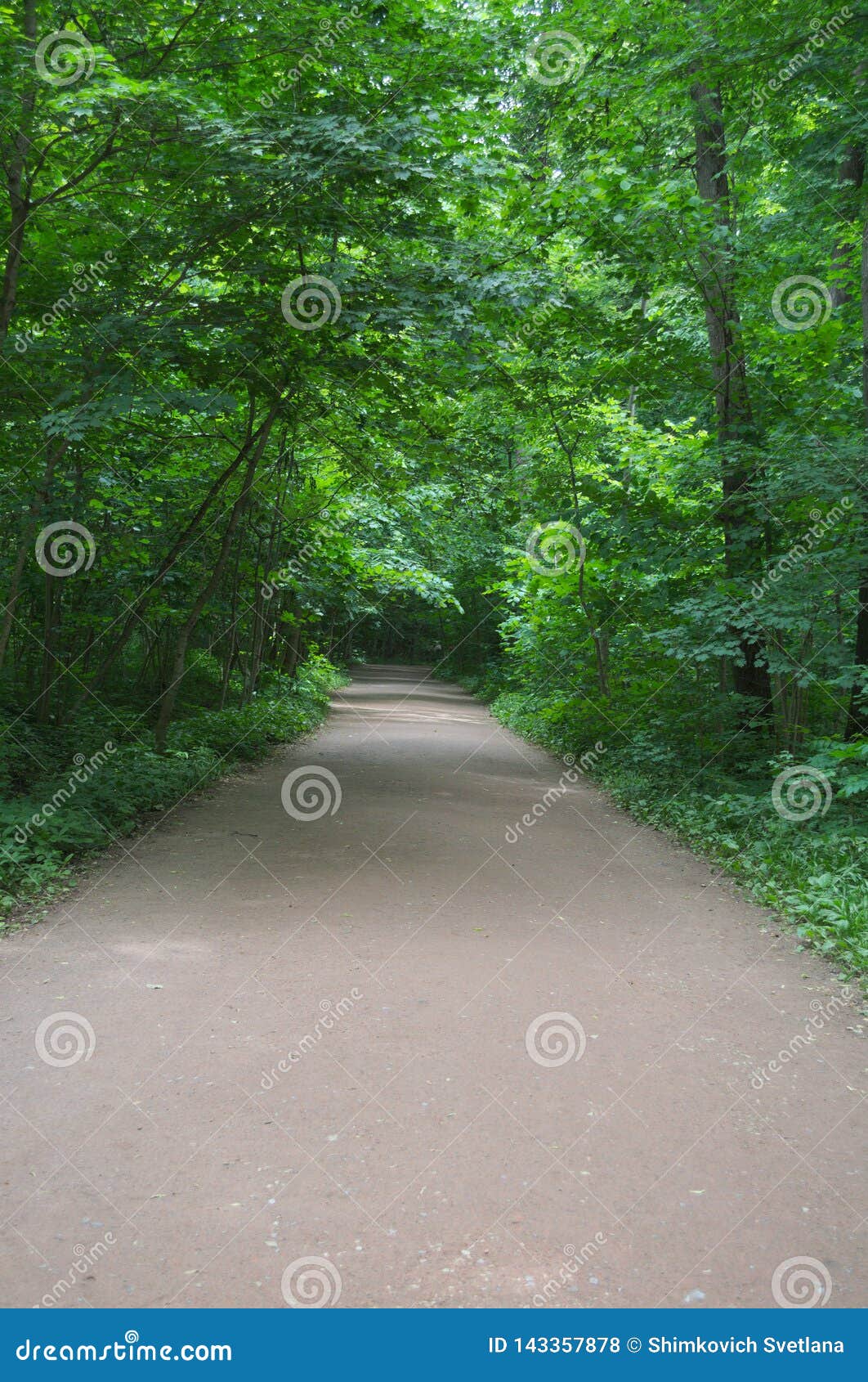 Wide Paved Path in the Forest Stock Photo - Image of walking, forest ...