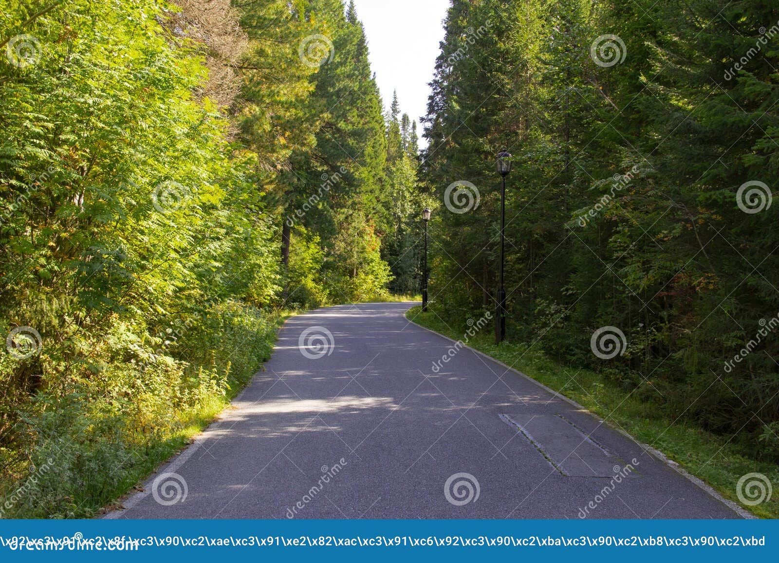 Asphalt Path in the Forest for Jogging Stock Photo - Image of activity ...