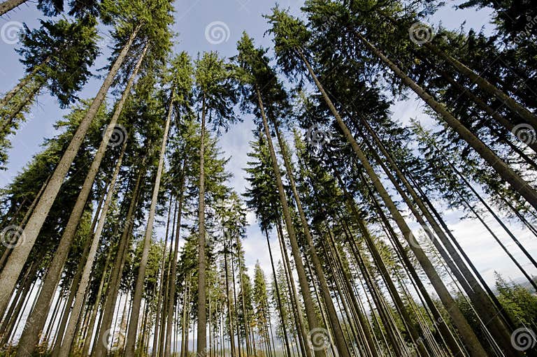 Wide pine trees stock image. Image of pine, season, indian - 6661375