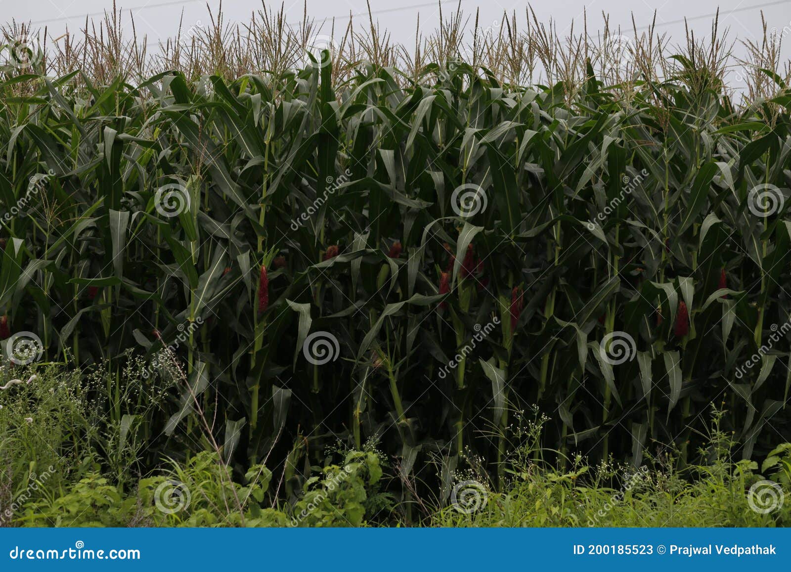 A Wide Range of Indian Fields. Stock Image - Image of transport, range ...