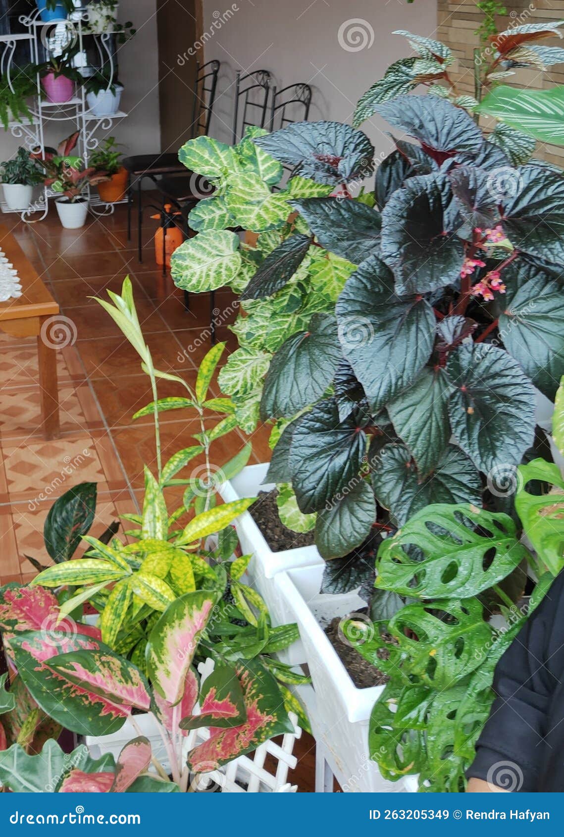 A Wide Range of Plant Shown in the Garden Stock Image - Image of plant ...
