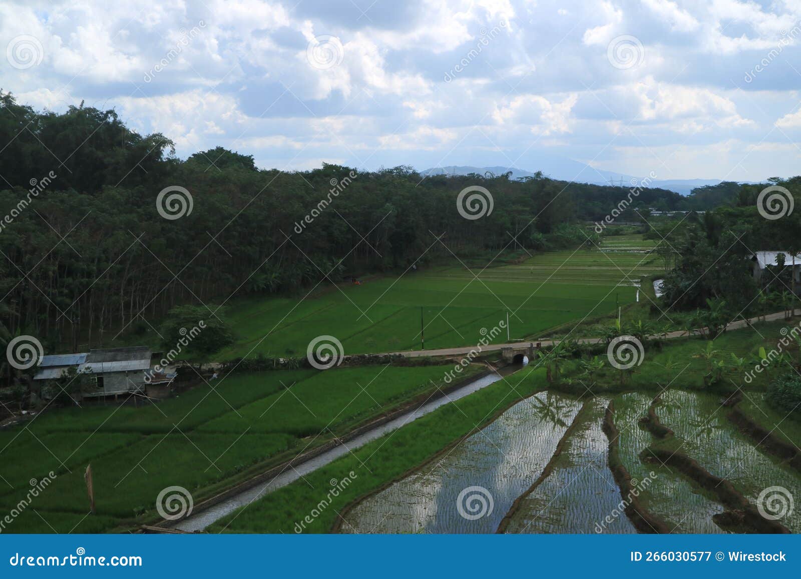 Wide Rice Field on a Cloudy Day Stock Image - Image of clouds, green ...