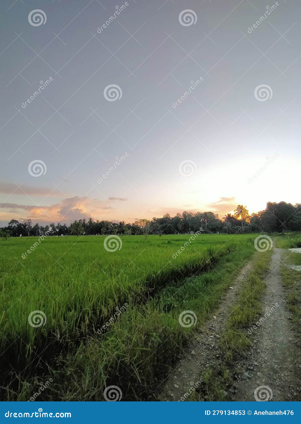 Wide rice fields stock image. Image of atmosphere, rice - 279134853