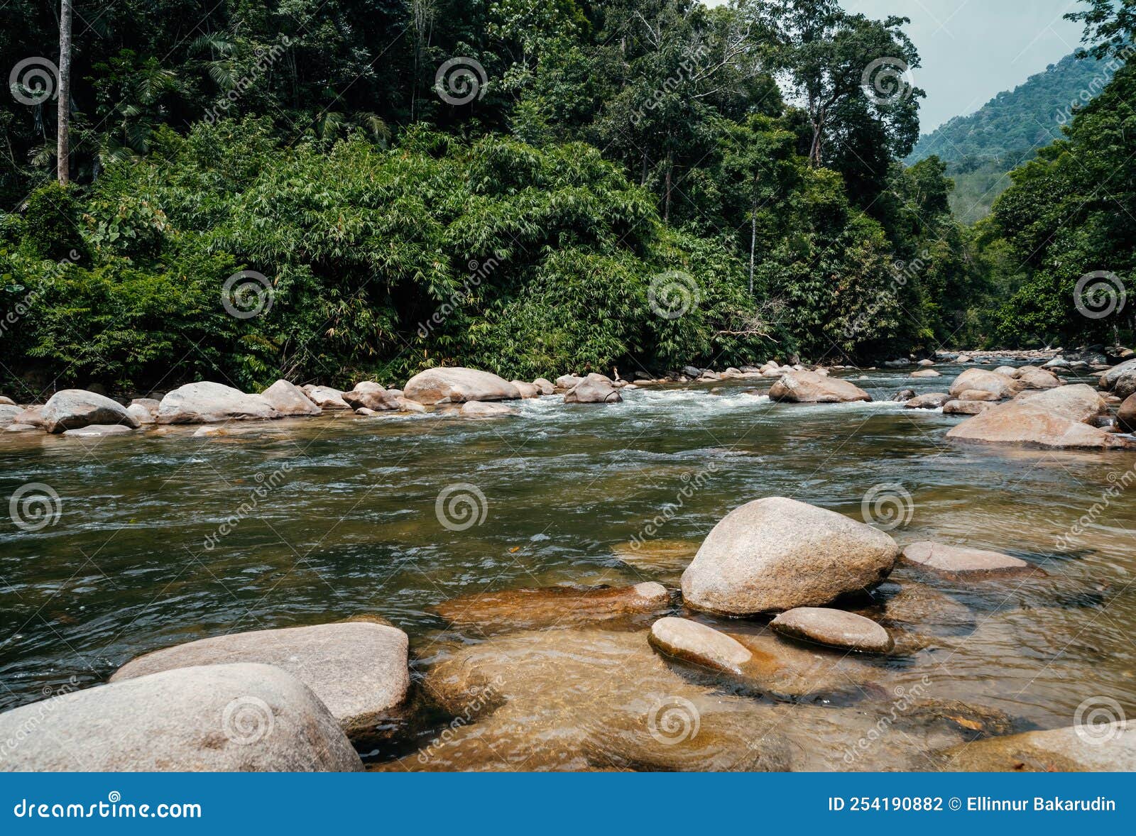 Wide River Going through the Rainforest Trees Stock Photo - Image of ...