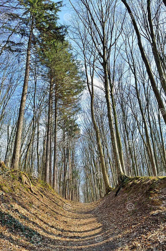 Wide Road in Spring Forest Against the Background of Trees Stock Photo ...