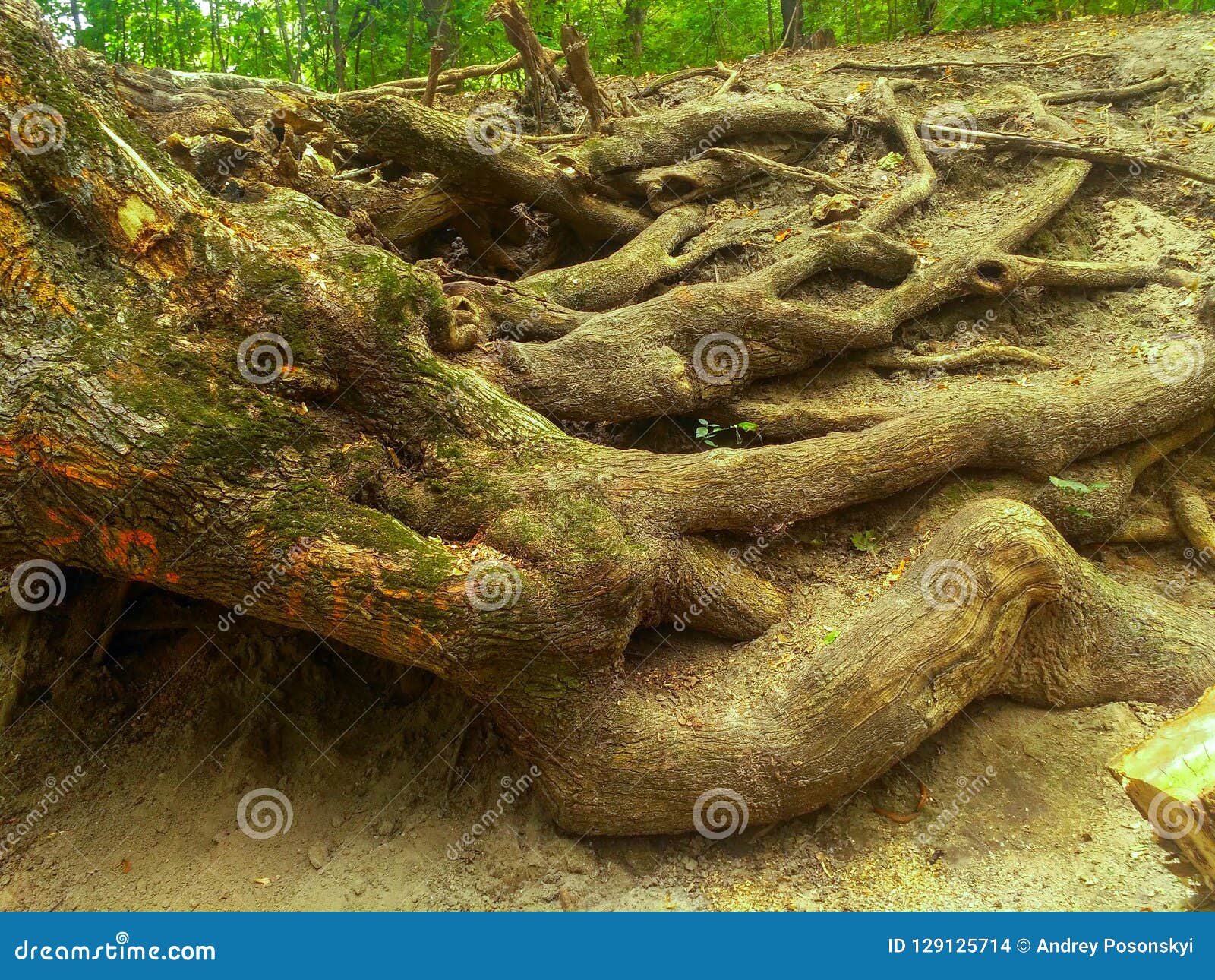 Old tree roots stock photo. Image of closeup, natural - 129125714