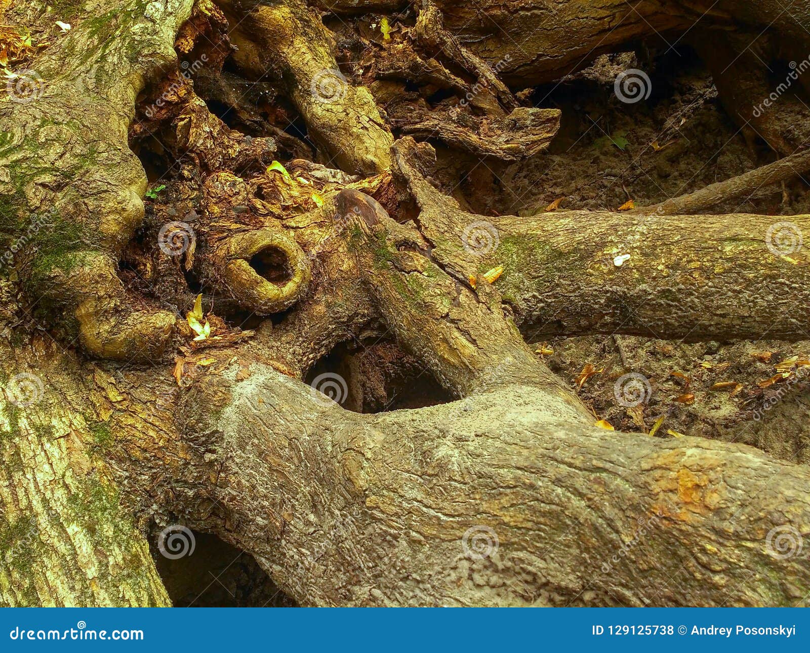 Old tree roots stock photo. Image of ecology, face, design - 129125738