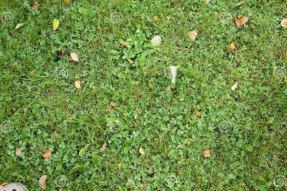 Wide rough grass texture stock image. Image of grass - 253895779