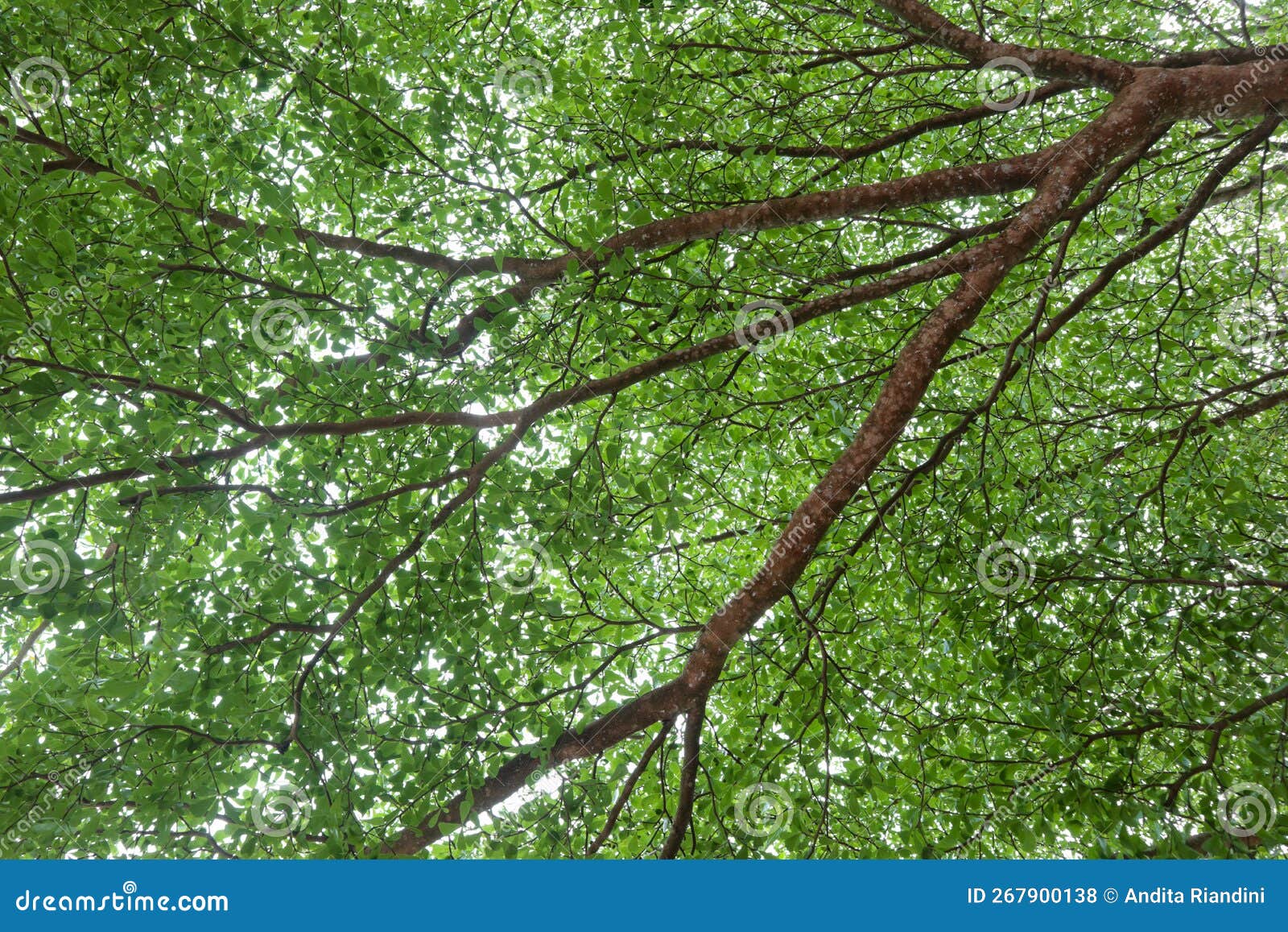 Wide Shoot Tree with Many Branches Botanical Stock Photo - Image of ...