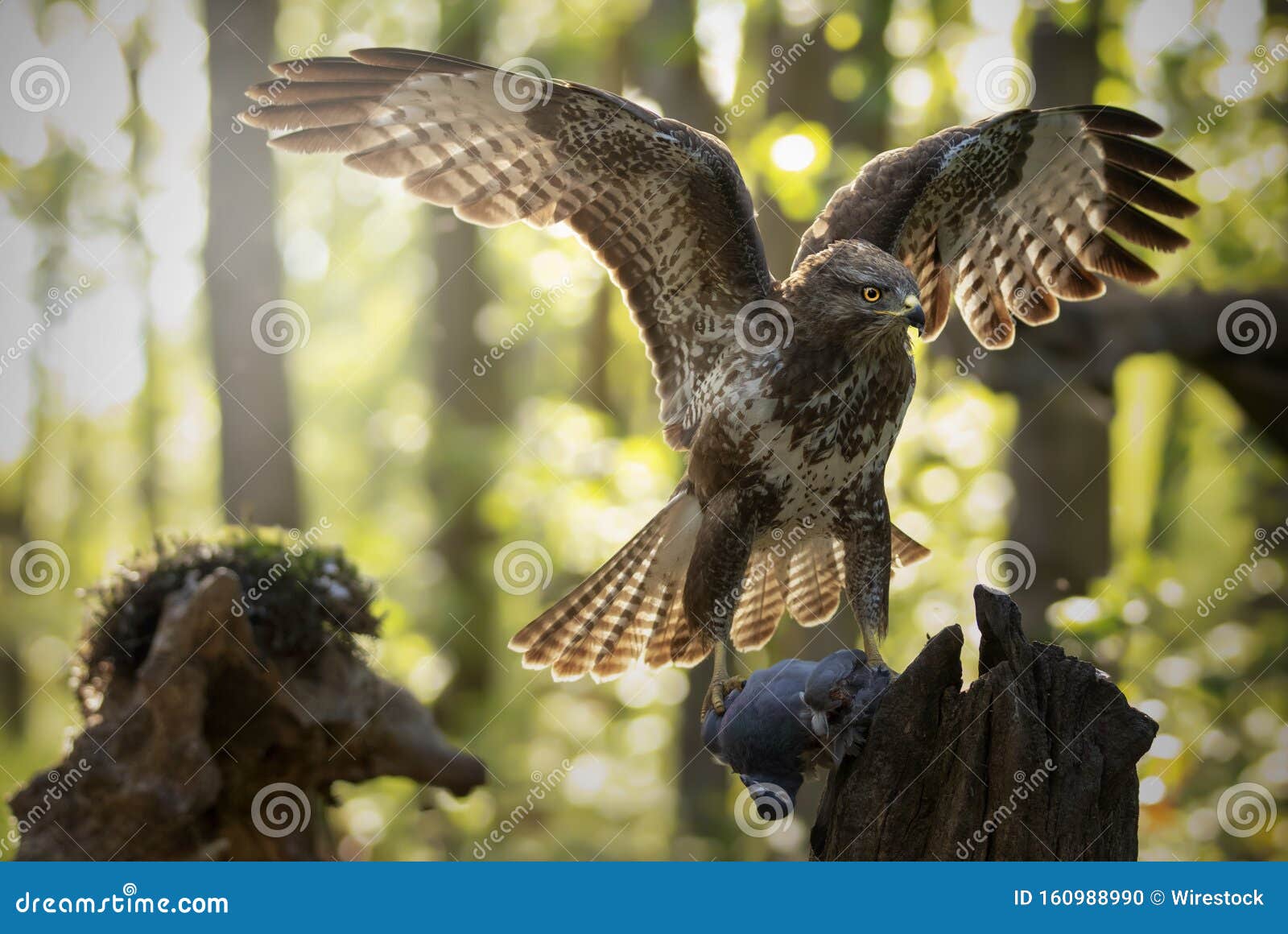 Wide Shot of an Angry Hawk Attacking the Prey in the Forest during ...