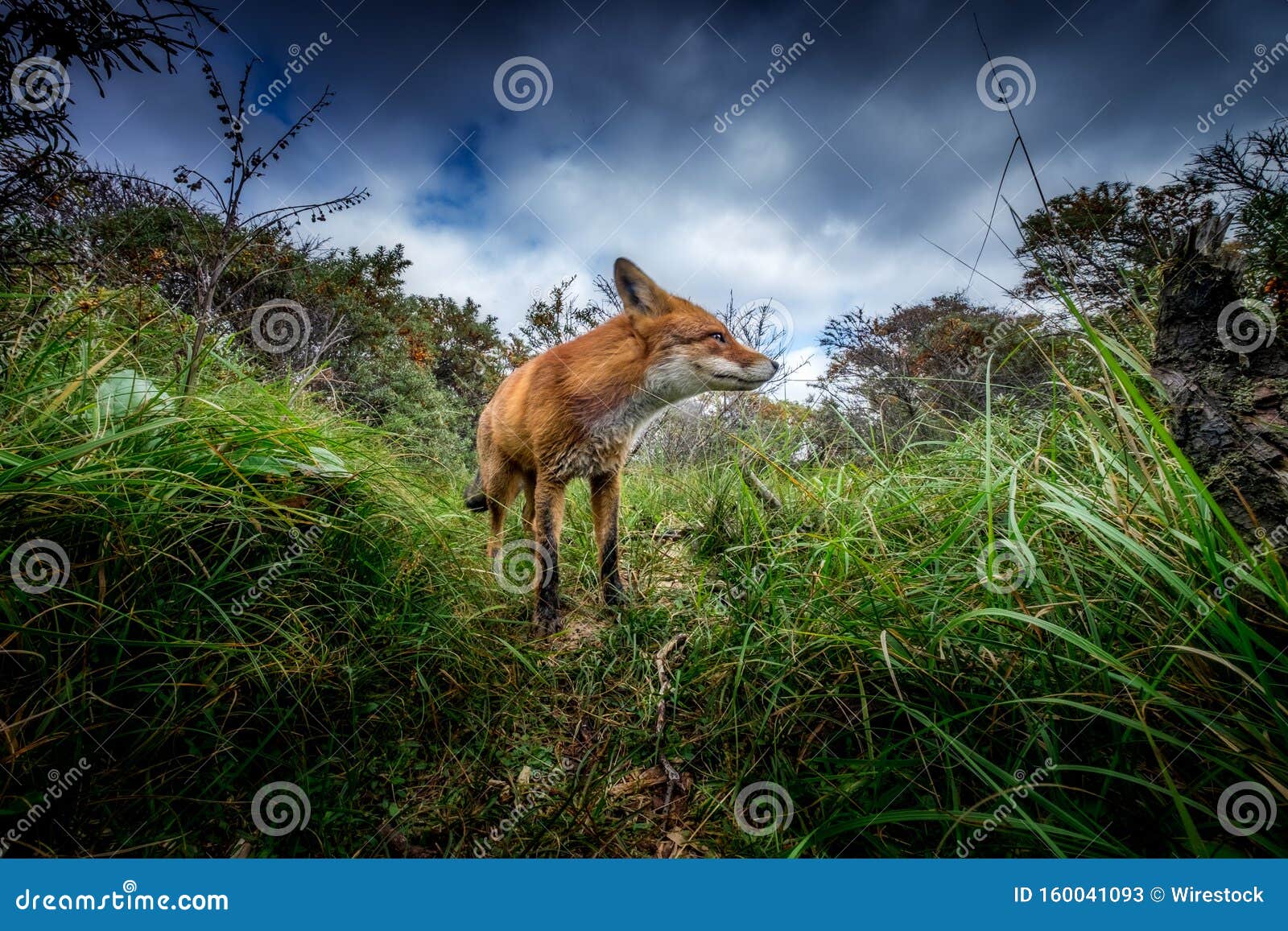 Wide Shot of a Beautiful Brown Fox in the Forest Under the Crazy Cloudy ...