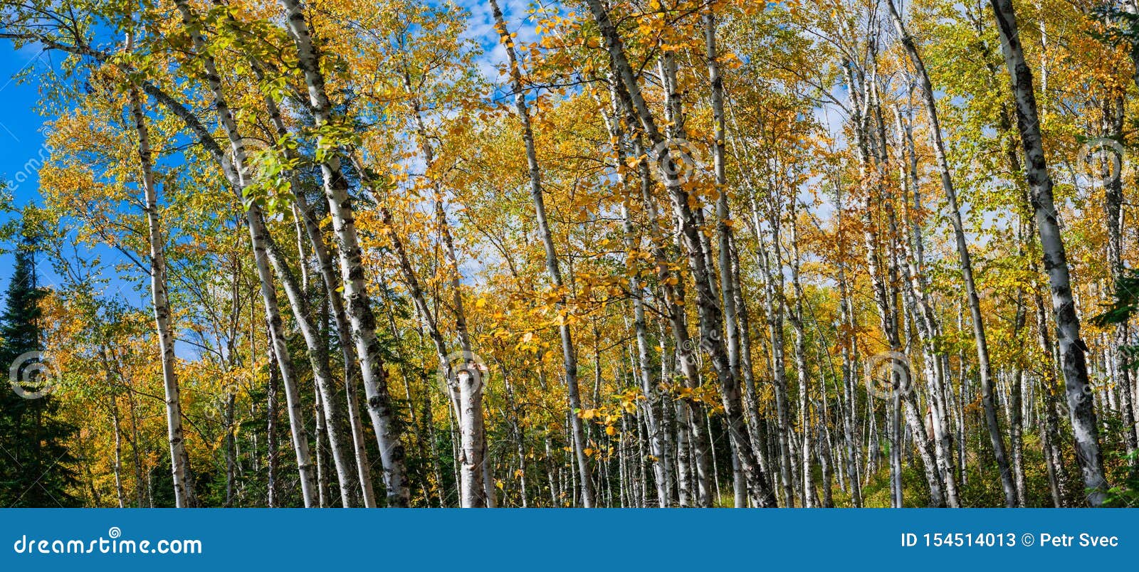 Birch Tree Forest in Fall stock image. Image of nature - 154514013