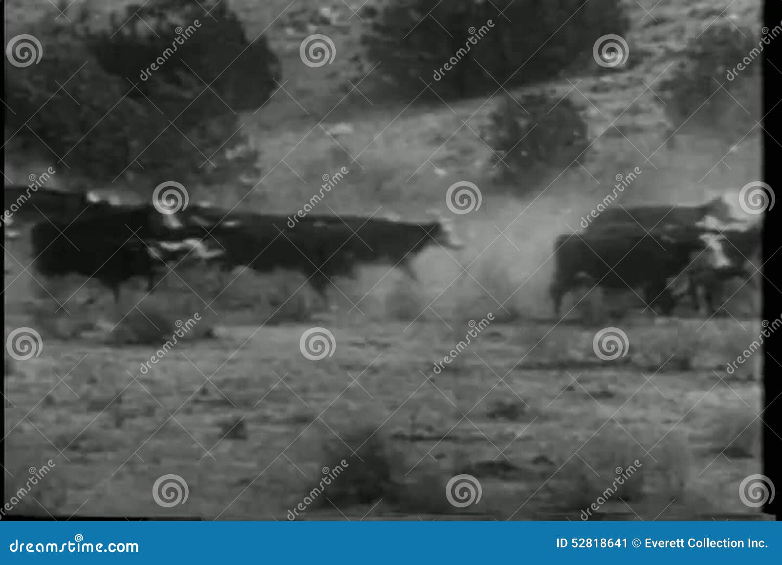 Wide shot cattle stampede stock video. Video of herding - 52818641