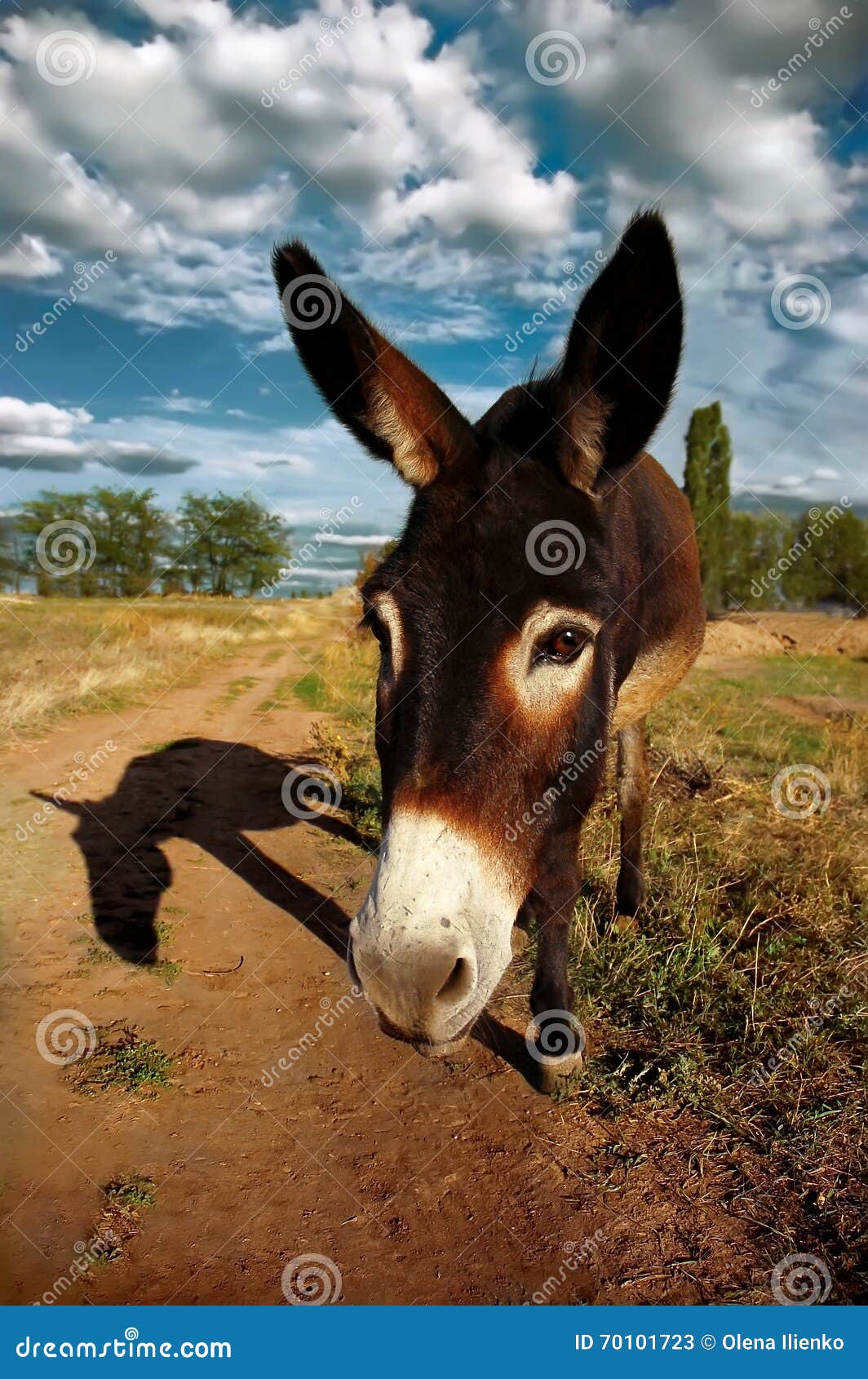 Wide Shot of a Donkey, Casting a Shadow Stock Image - Image of clouds ...