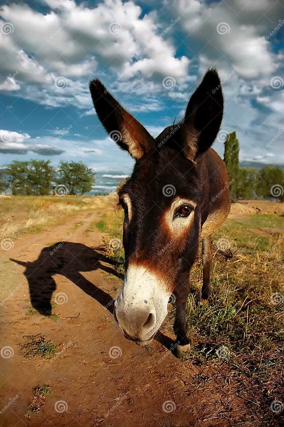 Wide Shot of a Donkey, Casting a Shadow Stock Image - Image of clouds ...