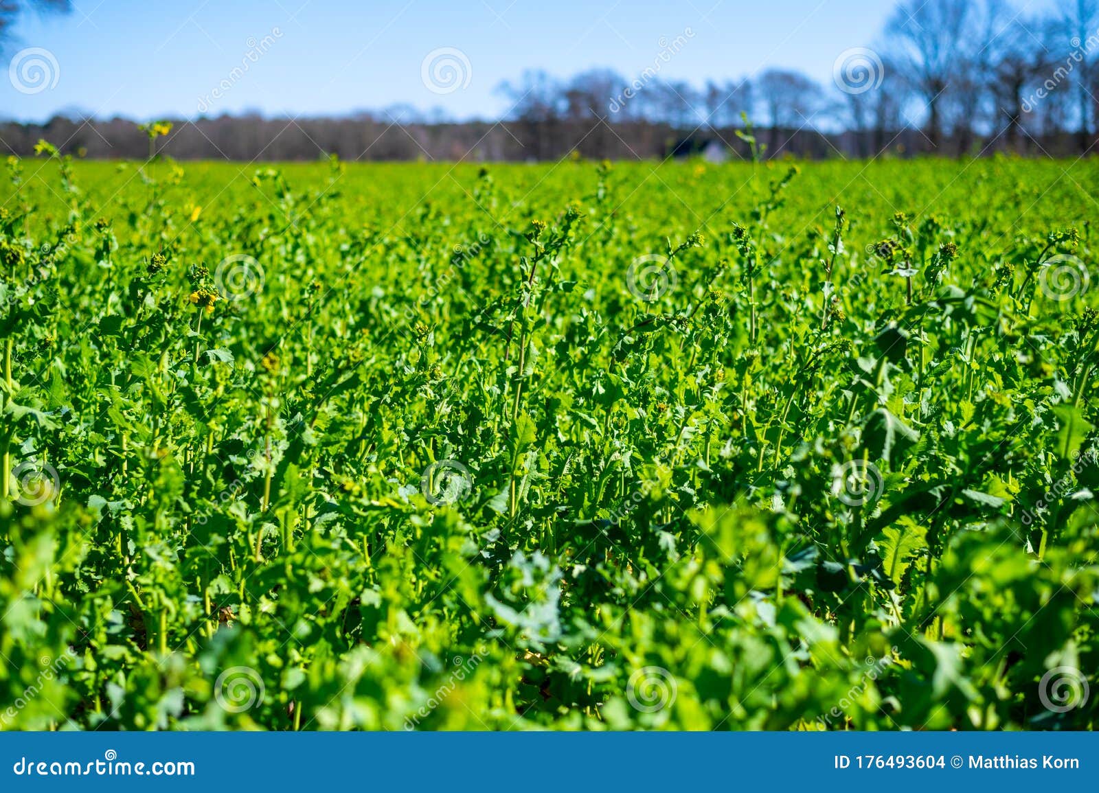 A Wide Shot of Fields during a Bright Cloudless Day Stock Photo - Image ...