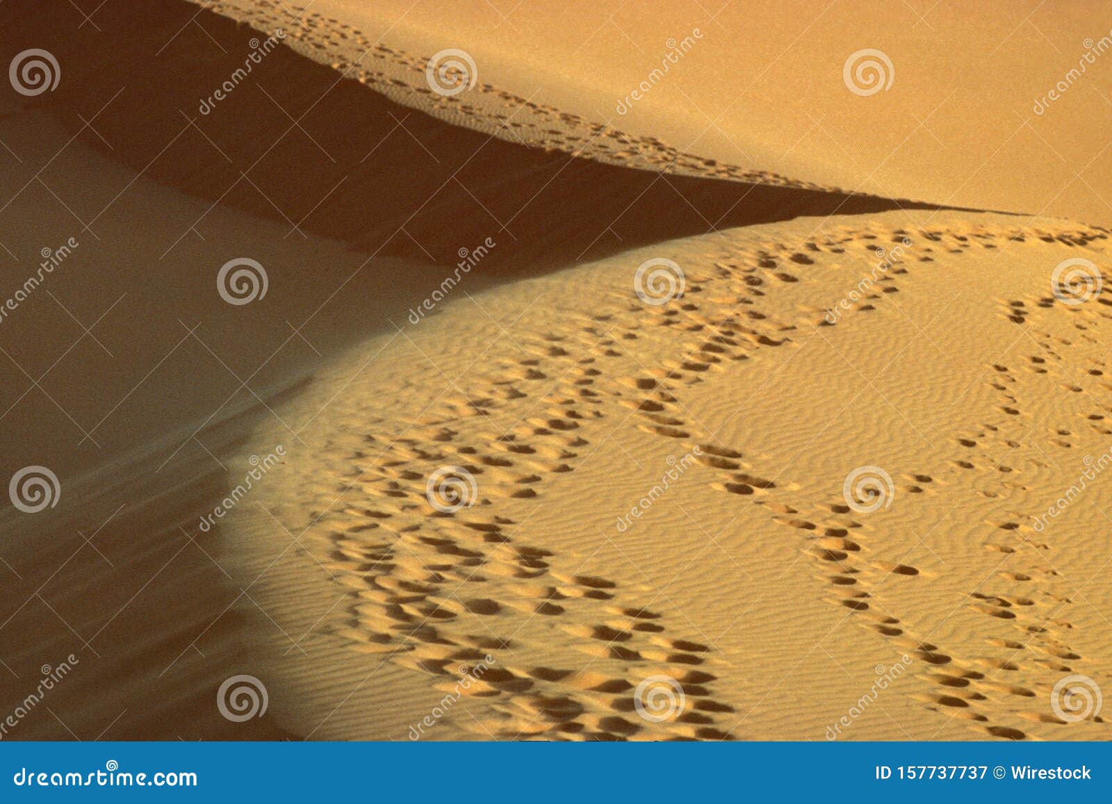 Wide Shot of Footsteps Printed on a Desert Sand Stock Image - Image of ...