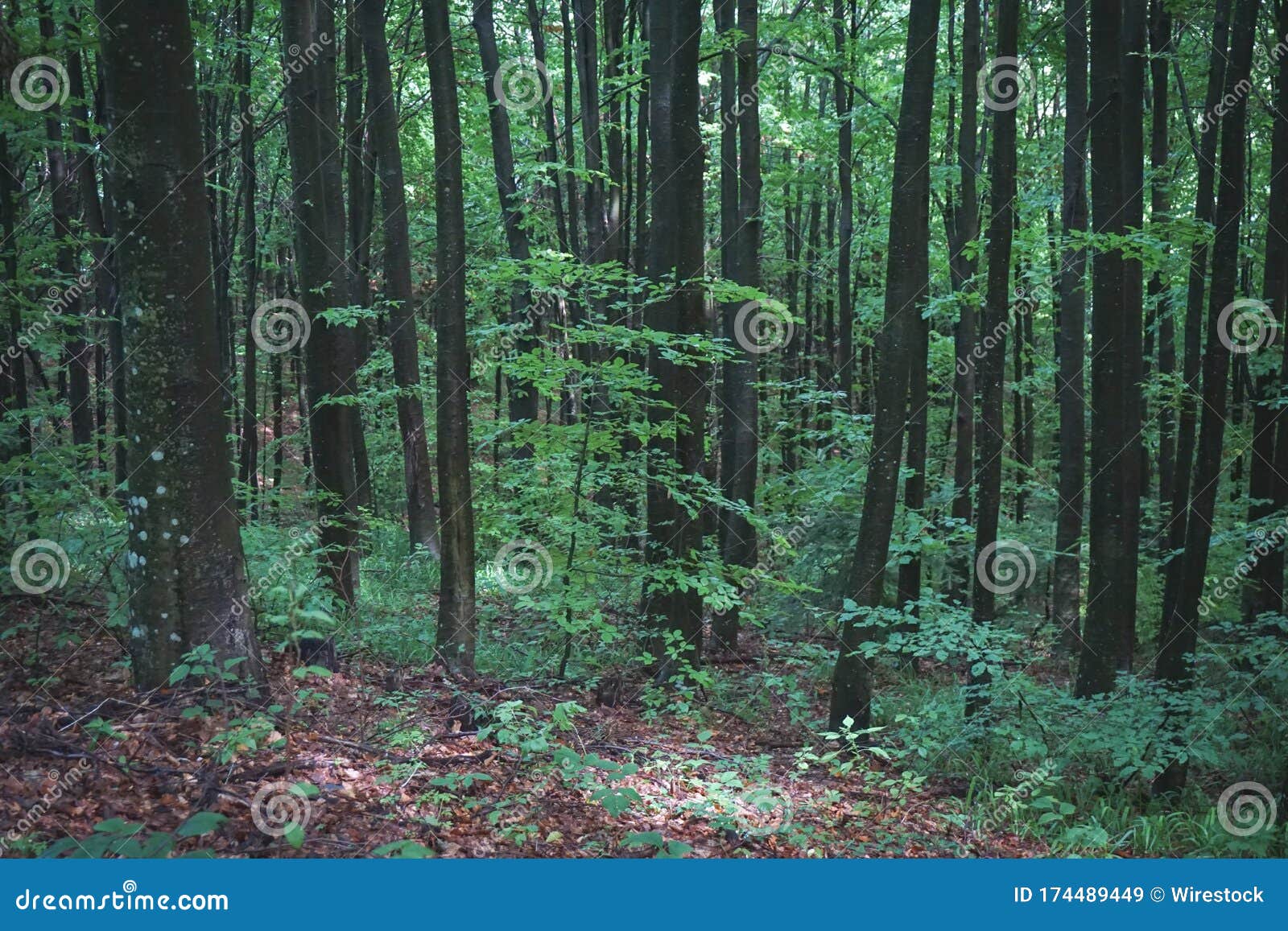 Wide Shot of a Forest Full of Trees and Grass for on a Gloomy Day Stock ...