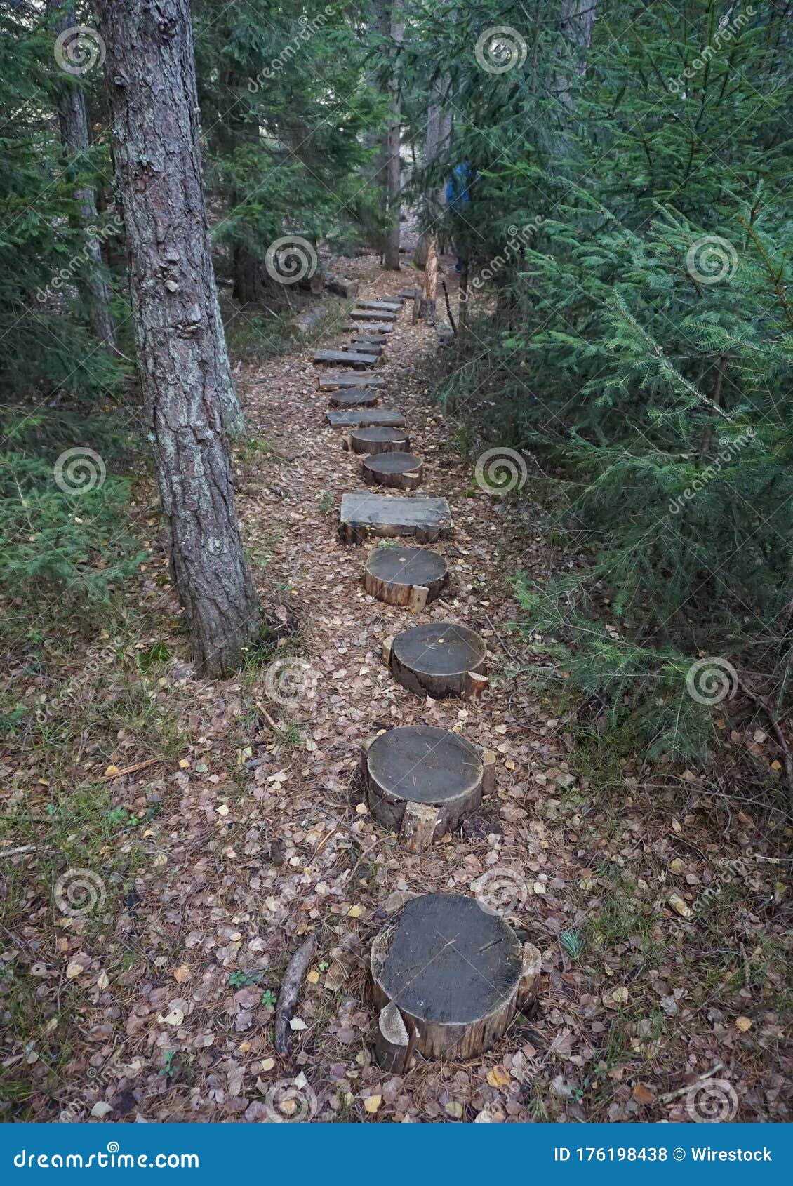 Wide Shot of a Forest Full of Trees and Shrubs with Wooden Steps for a ...