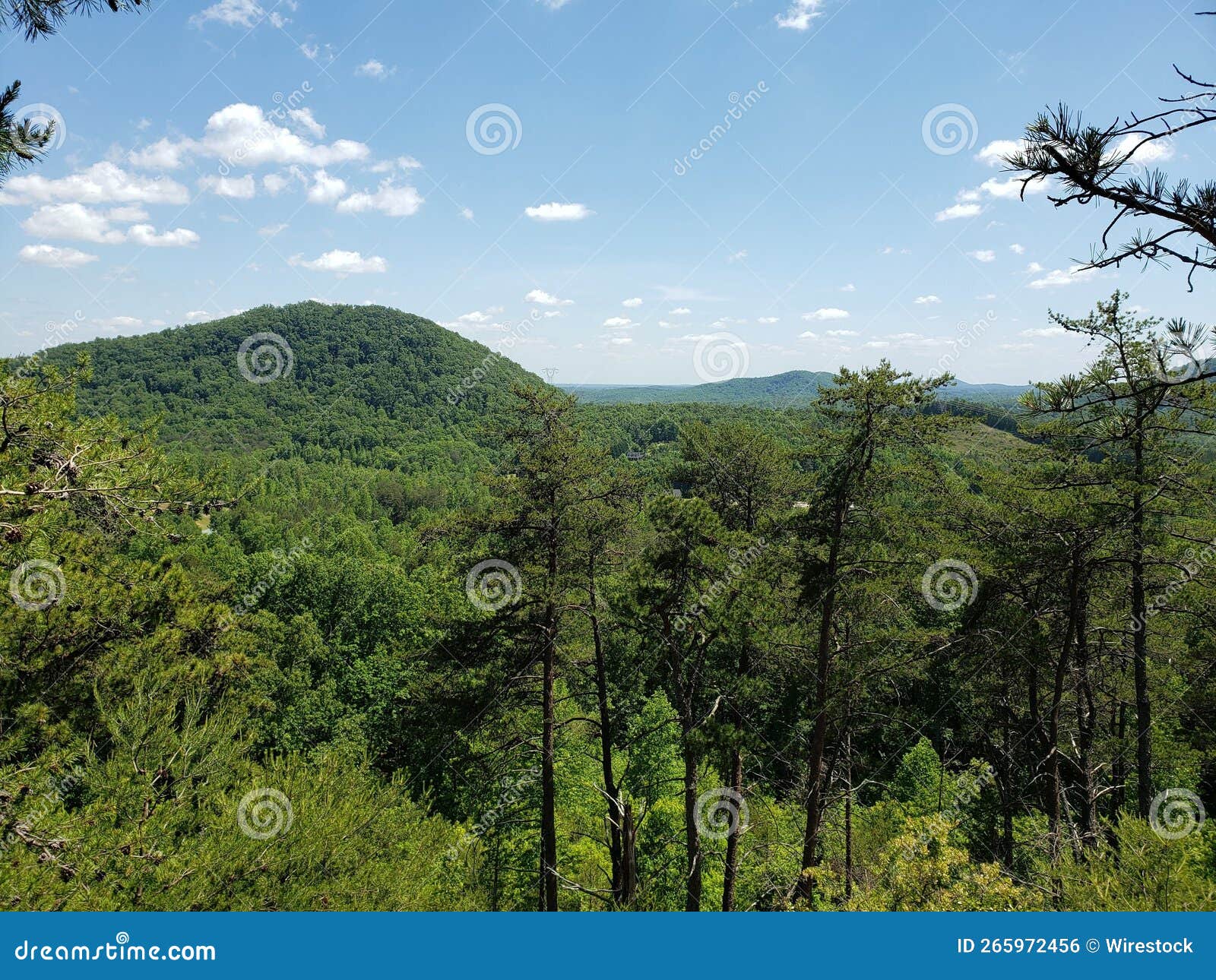 Wide Shot of a Forest on a Hill and Trees Stock Photo - Image of scenic ...