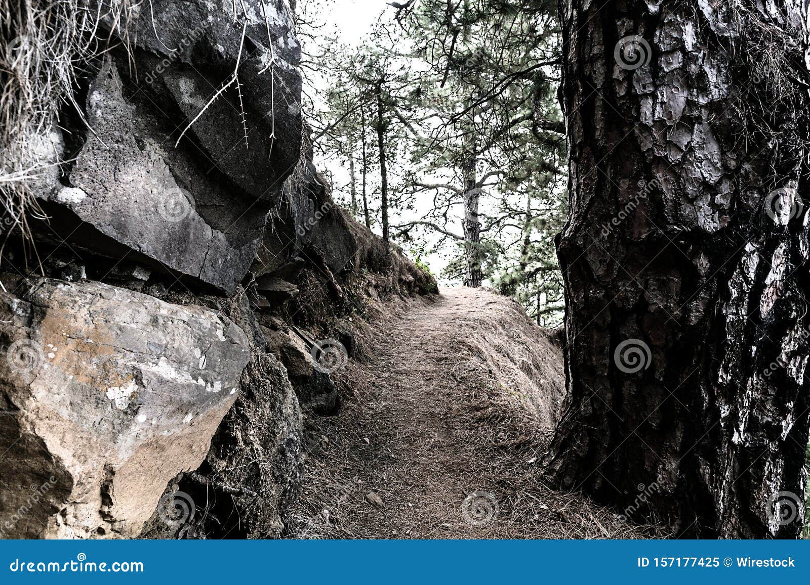 Wide Shot of a Pathway between Thick Tree Trunk and Rocks in the Forest ...