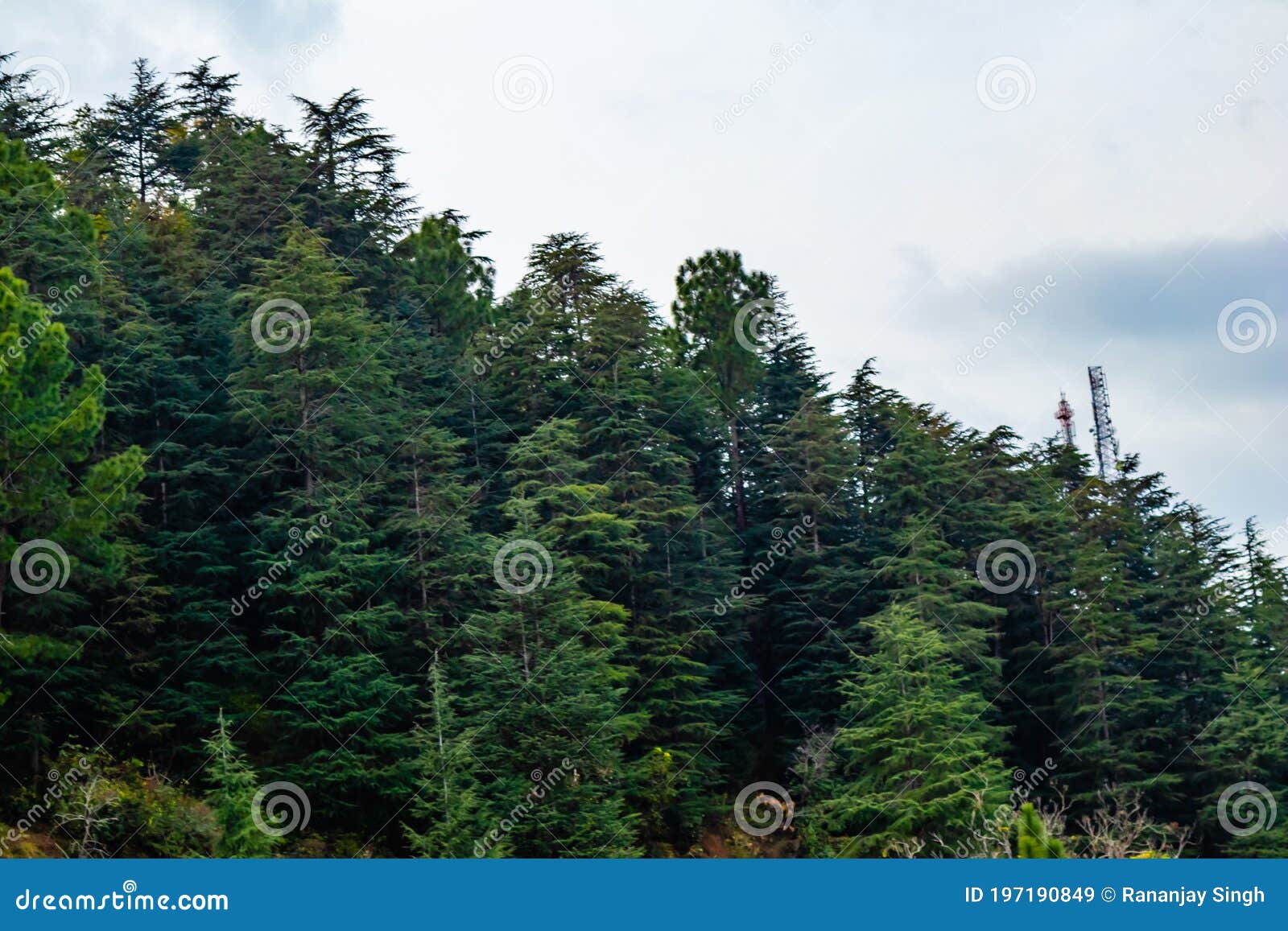 Wide Shot of Trees and Bright Sky in the Background, Nature Concept ...
