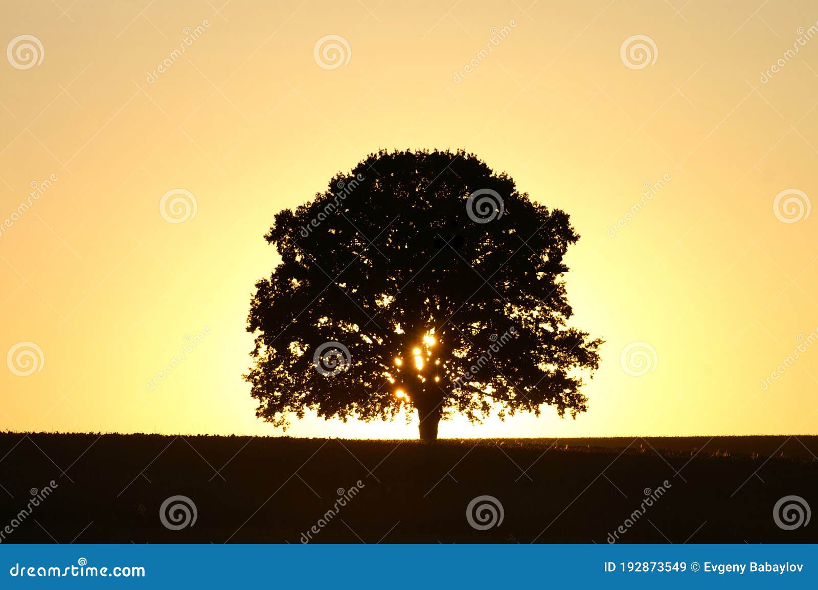 Wide Spreading Tree on a Hill at Sunset Stock Image - Image of panorama ...