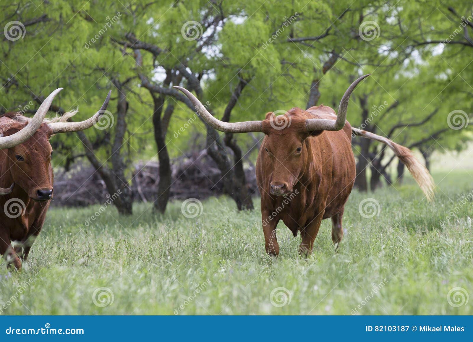 Really wide Texas longhorn stock image. Image of prairie - 82103187