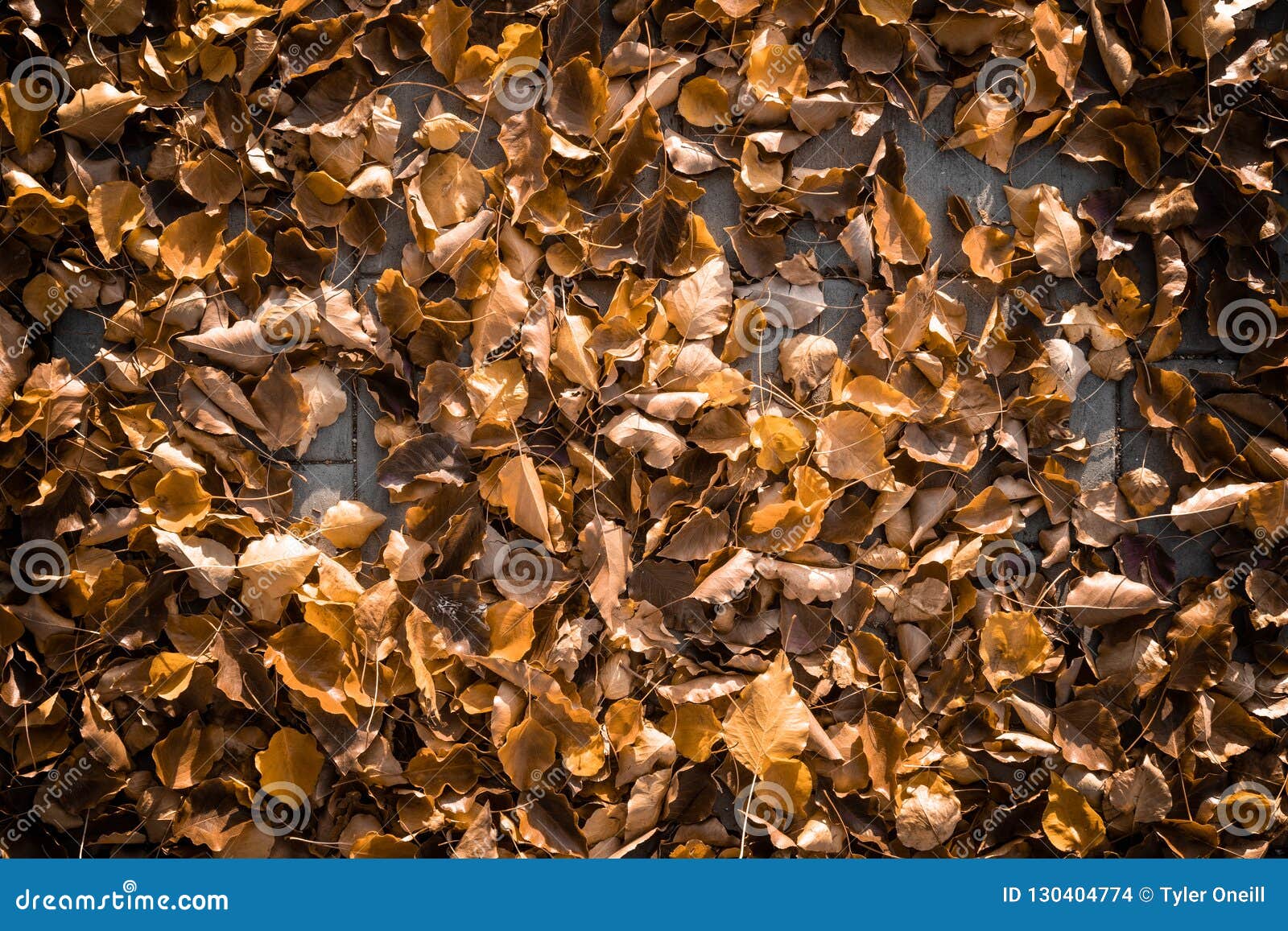 Orange Fall Leaves Background Texture Stock Photo - Image of october ...