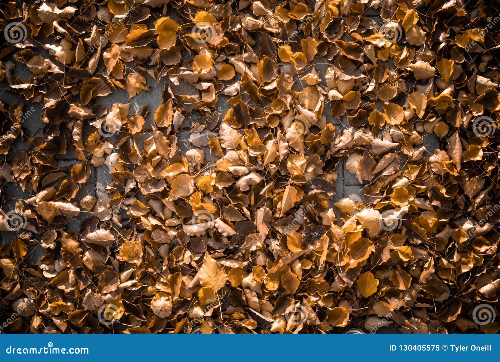 Orange Fall Leaves Background Texture Stock Image - Image of orange ...