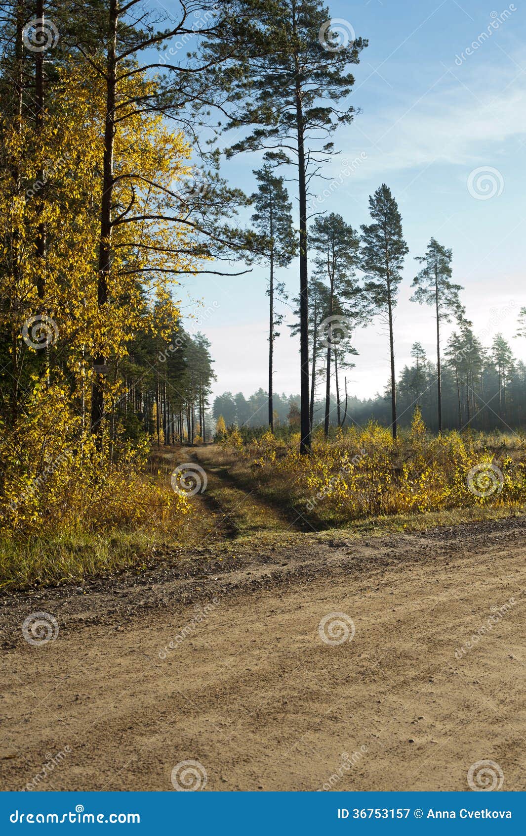 Wide Track and Field in the Autumn Forest Stock Image - Image of ...