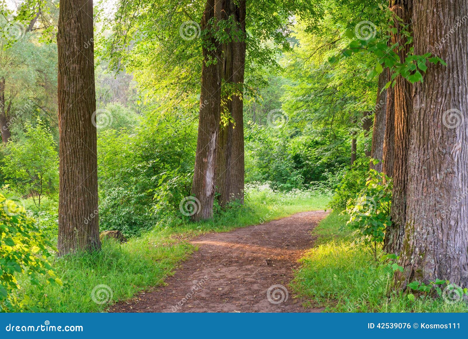 Wide trail of tall trees stock photo. Image of street - 42539076