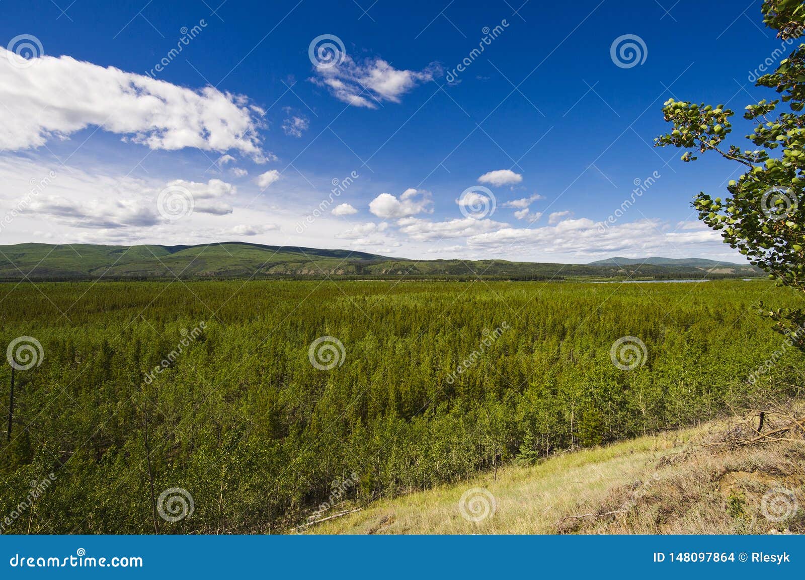 Old Wide Tree And Green Lawn. At The Entrance To Central Park Stock ...