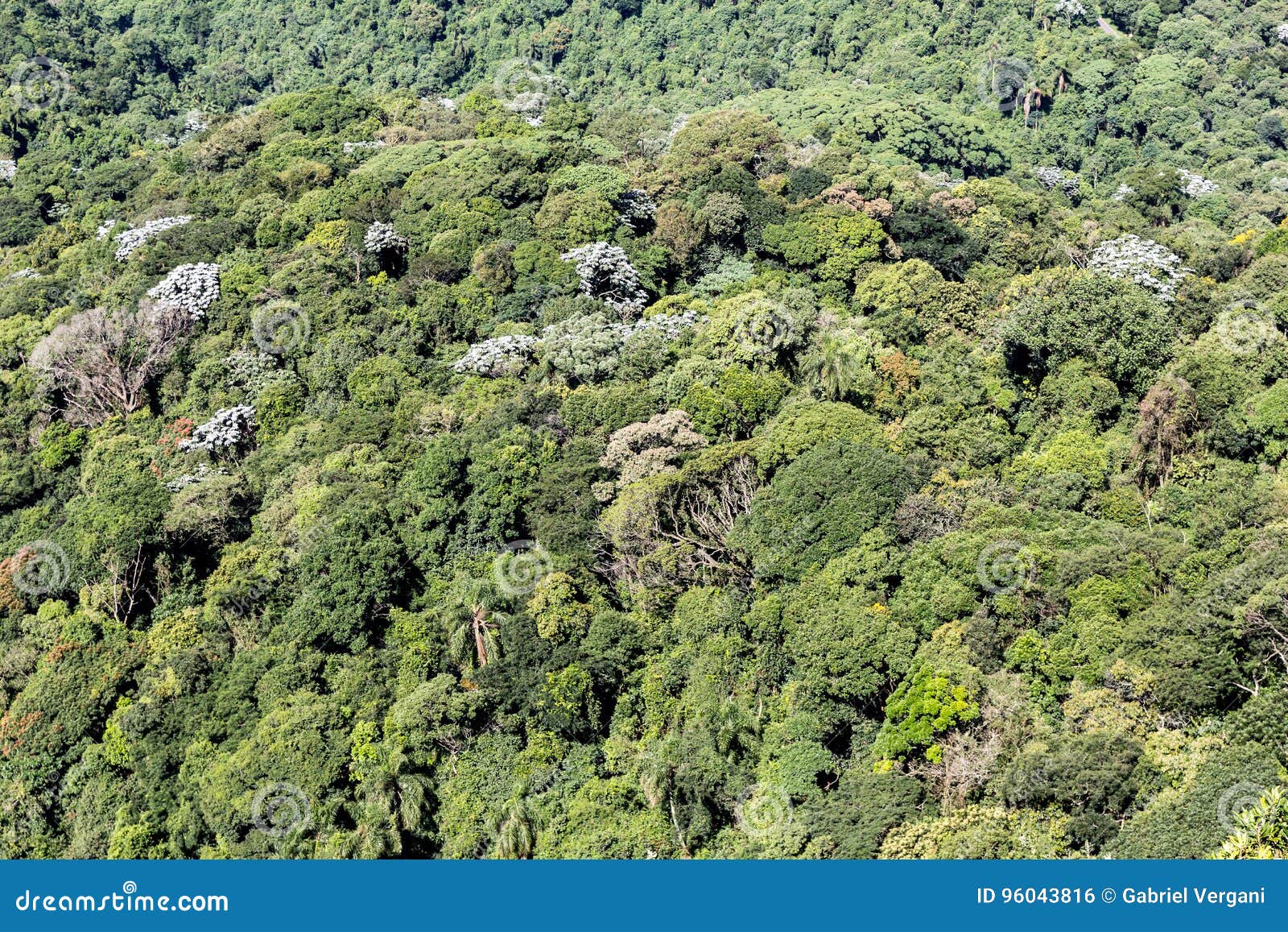 Wide Tropical Forest. Treetops Cover the Ground. Stock Photo - Image of ...