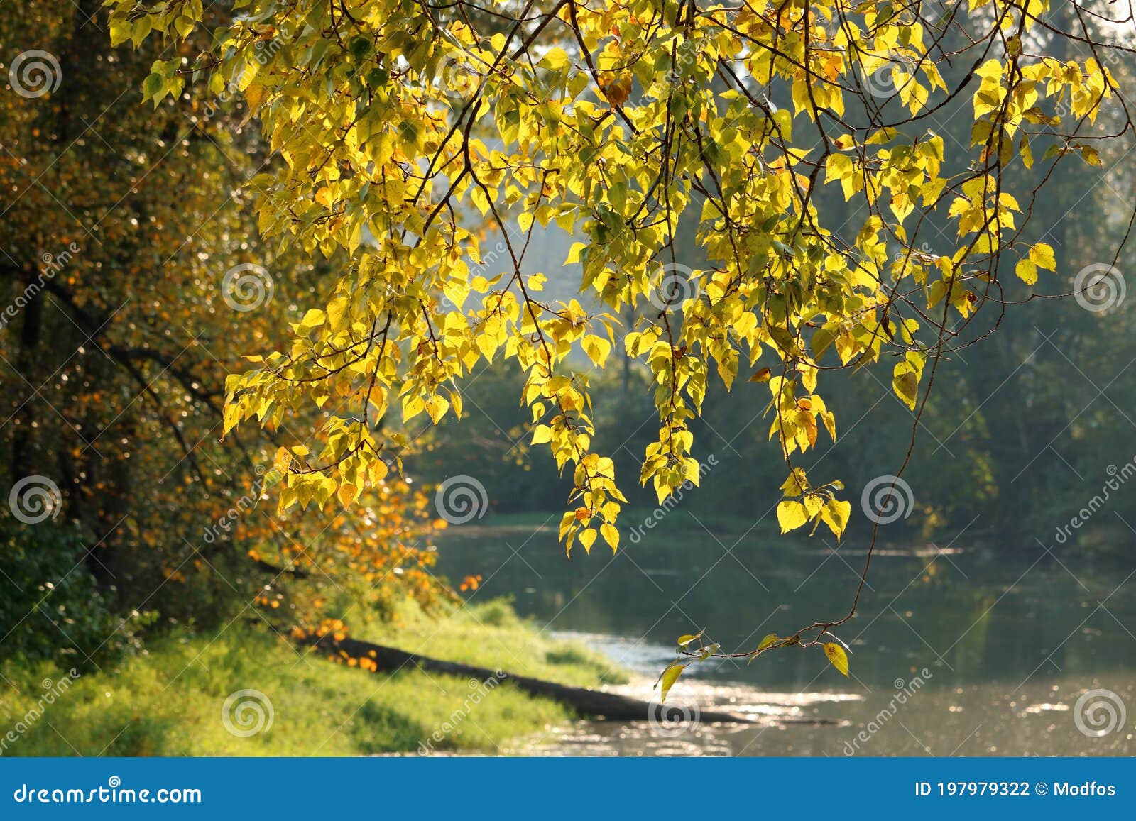 Alder Tree Branches in Fall Stock Photo - Image of full, forest: 197979322