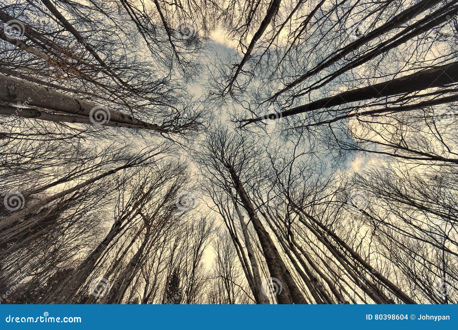 Wide view of forest stock photo. Image of coniferous - 80398604